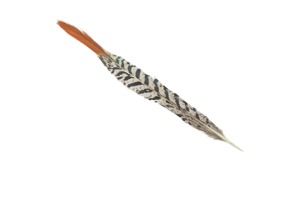 Plumas faisán